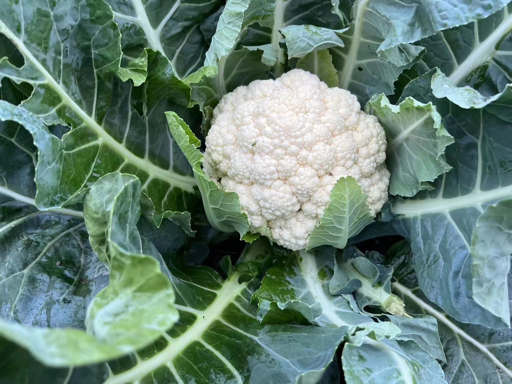 CAULIFLOWER 70 DAYS – LION SEEDS CO., LTD.