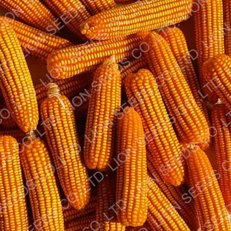 Maize – LION SEEDS CO., LTD.