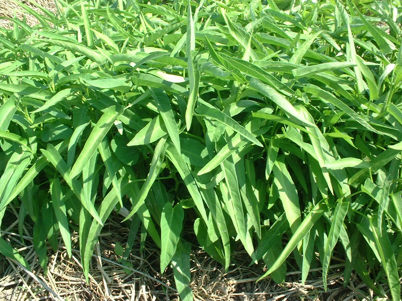 BAMBOO LEAF – LION SEEDS CO., LTD.