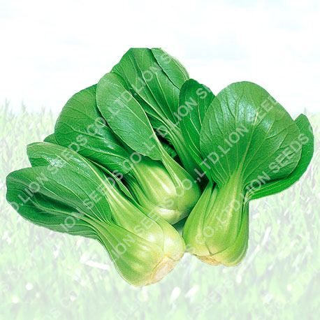Pak Choi (Hong Tae) – LION SEEDS CO., LTD.